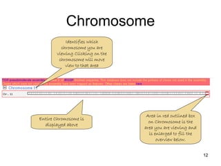 Gramene tutorial | PDF | Genetics | Science