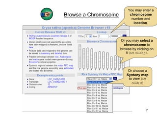Gramene tutorial | PDF | Genetics | Science