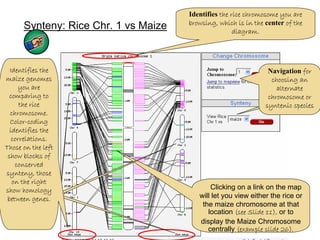 Gramene tutorial | PDF | Genetics | Science