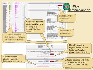 Gramene tutorial | PDF | Genetics | Science