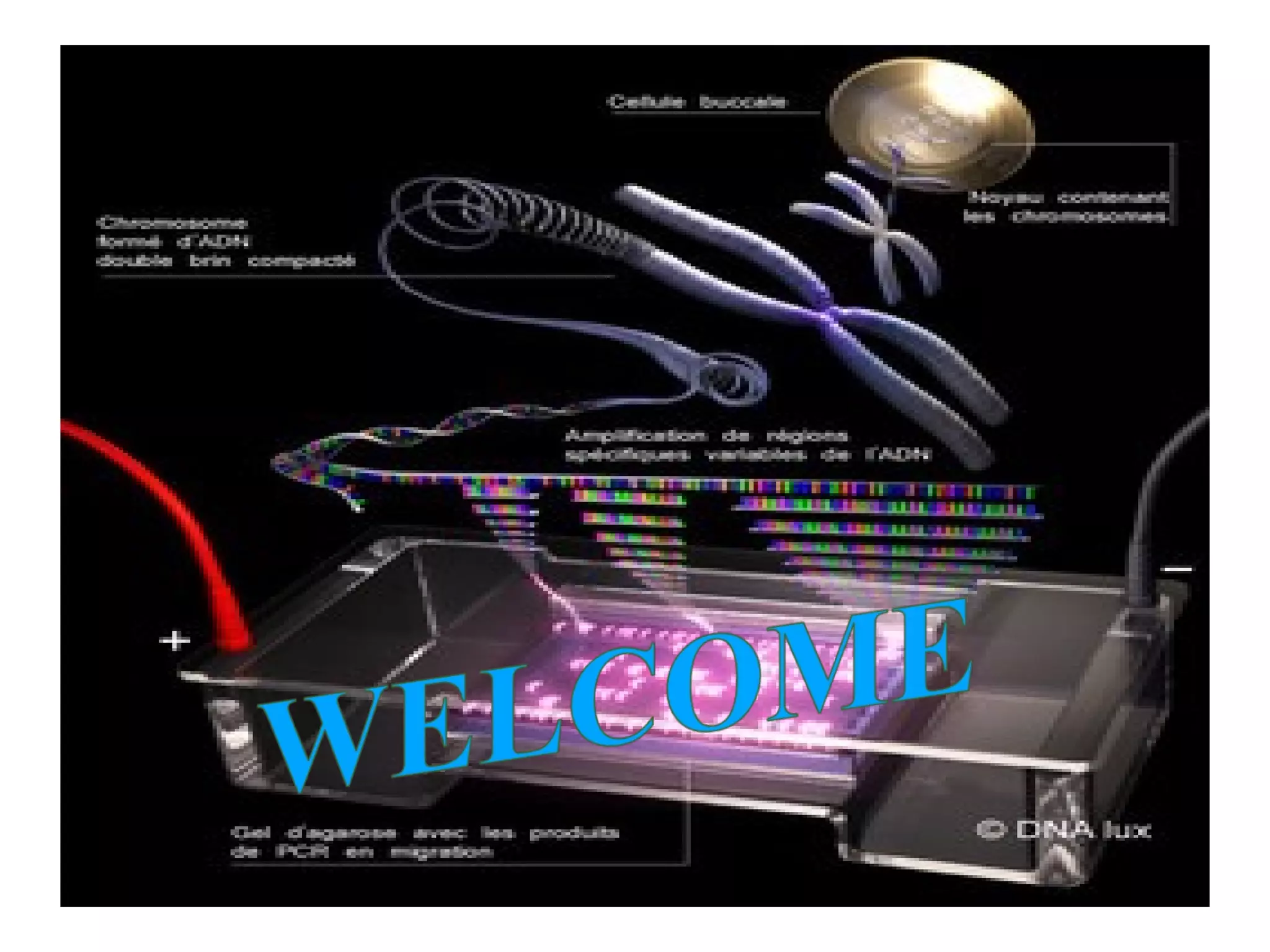 Genome walking – a new strategy for identification of nucleotide ...