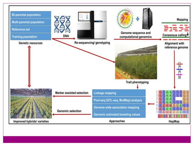 Genomic aided selection for crop improvement | PPTX