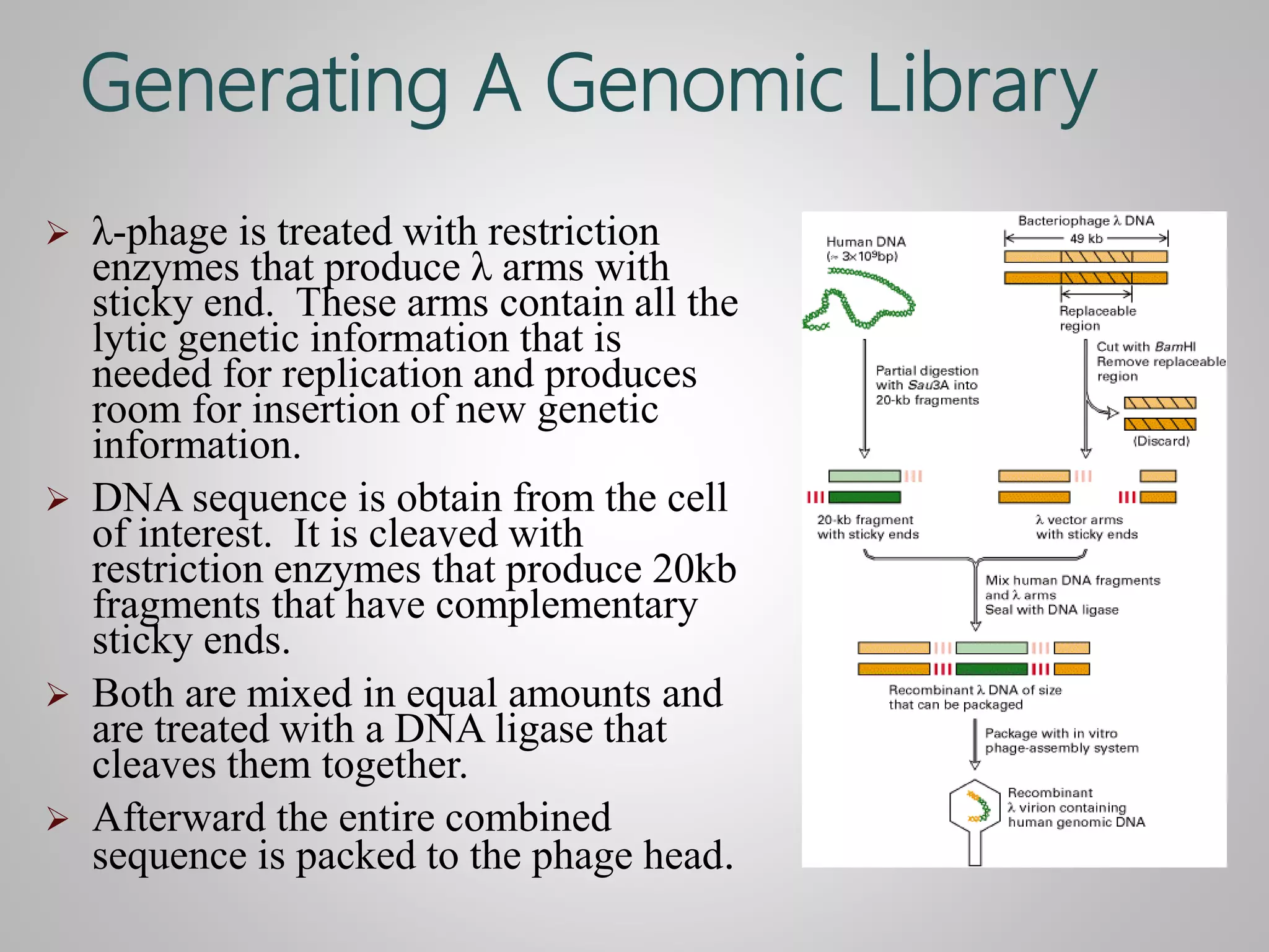 Genomic and c dna libraries | PPTX