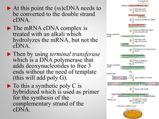 Genomic and c dna libraries | PPTX