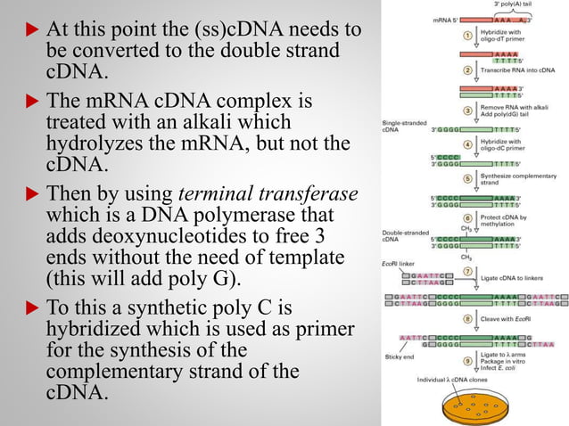 Genomic and c dna libraries | PPTX | Biological Sciences | Science