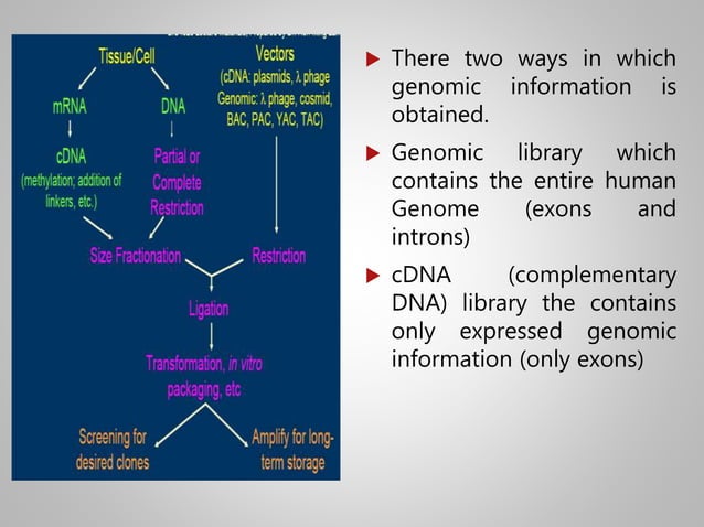 Genomic and c dna libraries | PPTX | Biological Sciences | Science