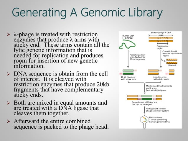 Genomic and c dna libraries | PPTX | Biological Sciences | Science