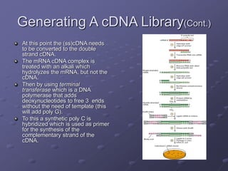Genomic and cDNA Libraries.ppt | Biological Sciences | Science