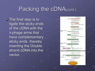 Genomic and cDNA Libraries.ppt