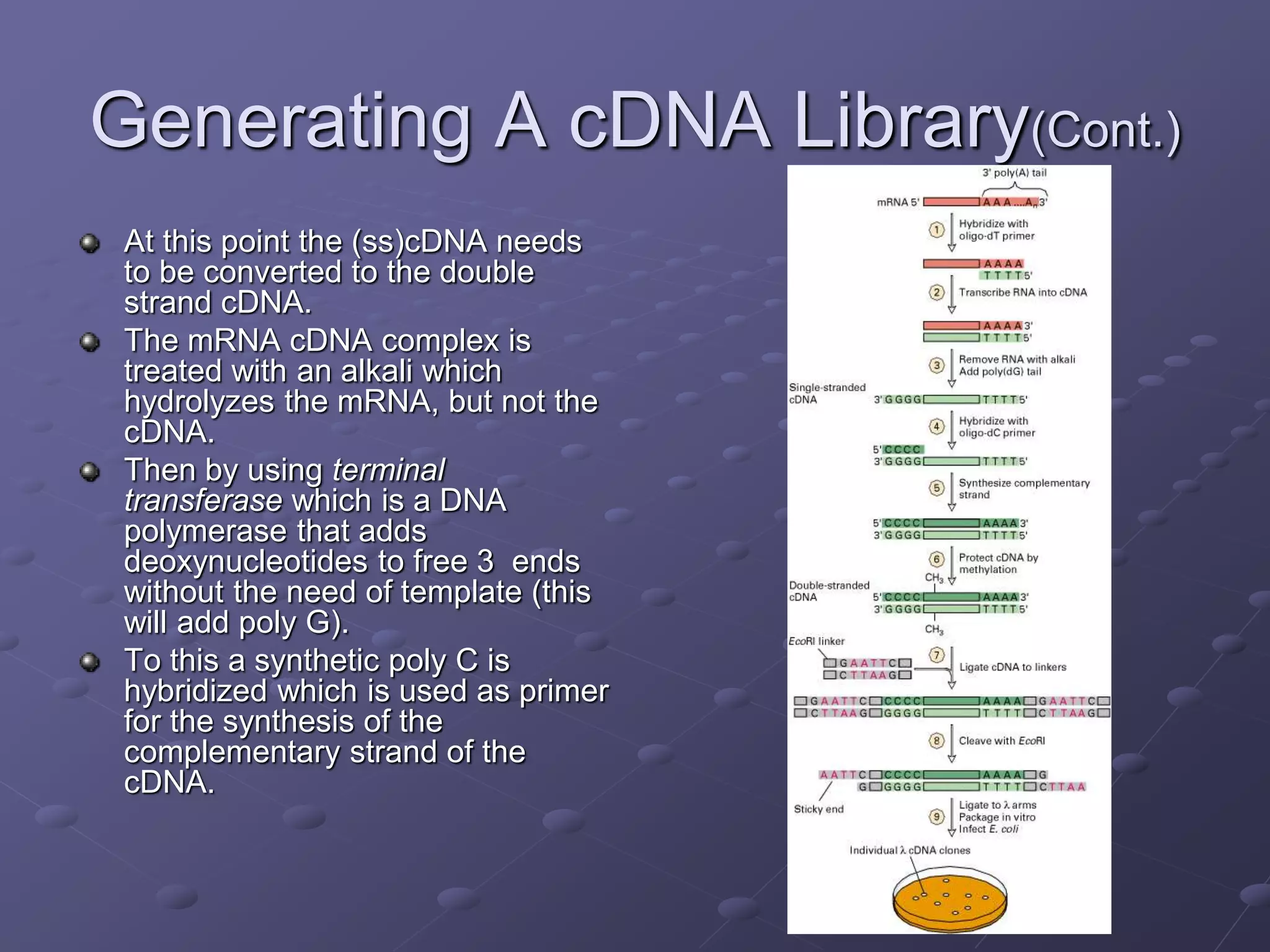 Genomic and c dna libraries by lovepreet singh grewal | PPT