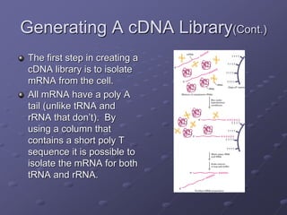 Genomic and c dna libraries by lovepreet singh grewal | PPT