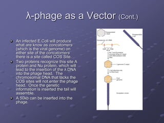 Genomic and c dna libraries by lovepreet singh grewal | PPT