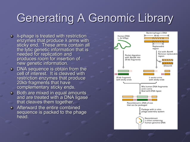 Genomic and c dna libraries by lovepreet singh grewal | PPT