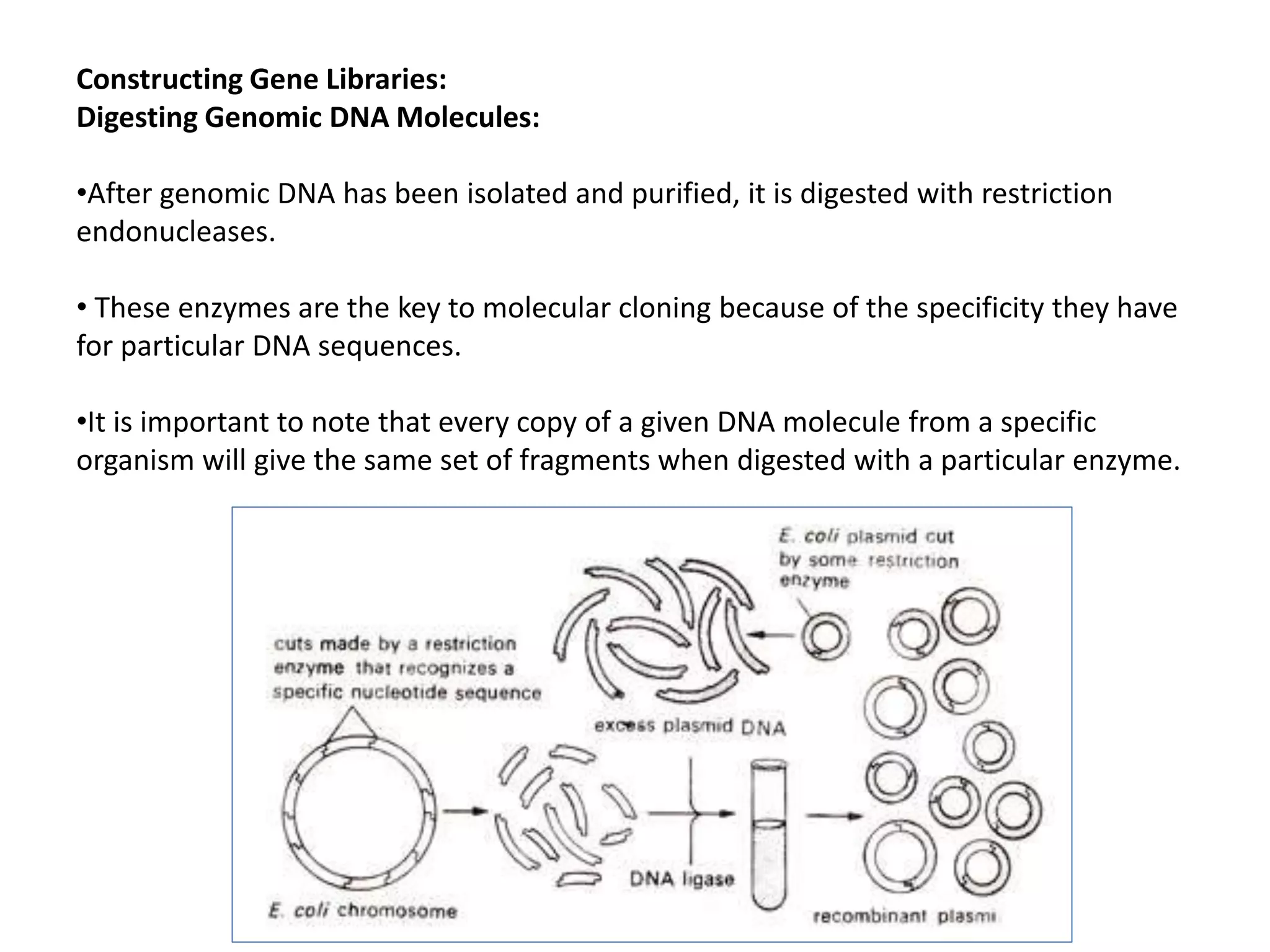 Genomic and c dna library | PPTX