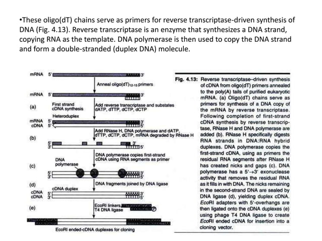 Genomic and c dna library | PPTX