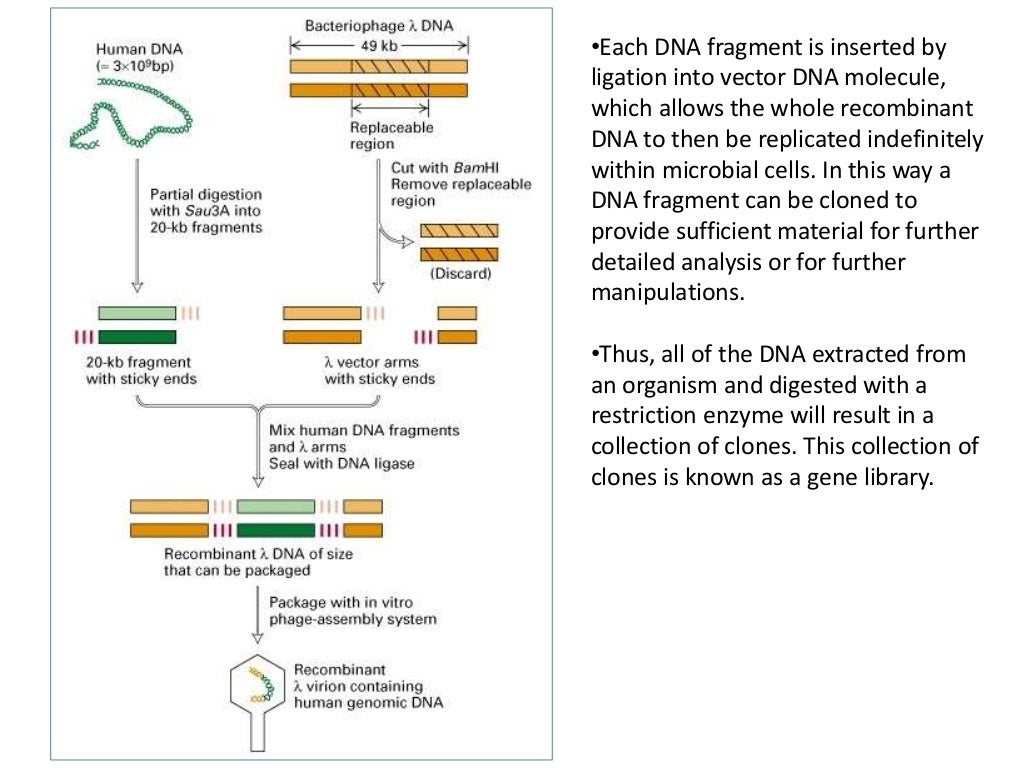 Genomic and c dna library