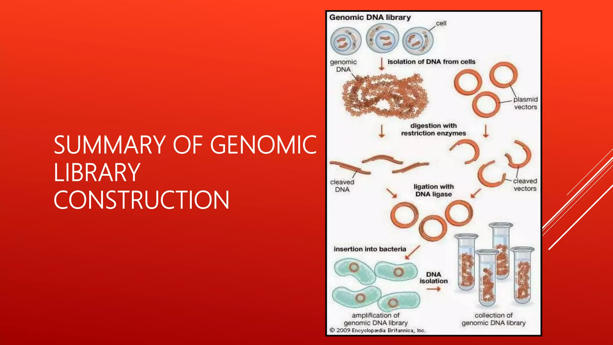Genomic and c dna library by Kailash Sontakke | PPT