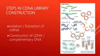 Genomic and c dna library by Kailash Sontakke | PPT