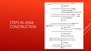 Genomic and c dna library by Kailash Sontakke | PPT