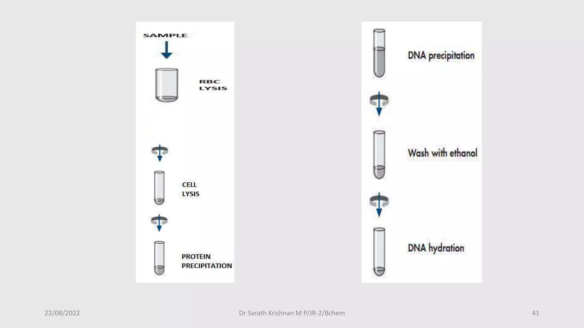 Genomic DNA Isolation.pptx | Biological Sciences | Science