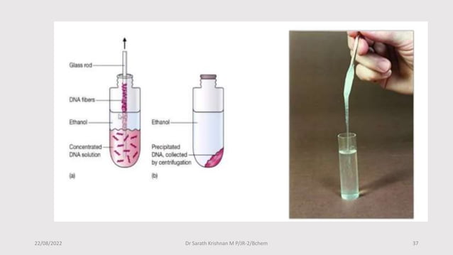 Genomic DNA Isolation.pptx | Biological Sciences | Science