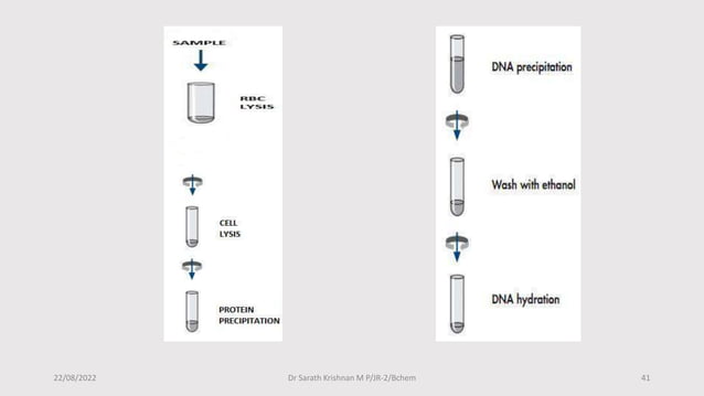 Genomic DNA Isolation.pptx | Biological Sciences | Science