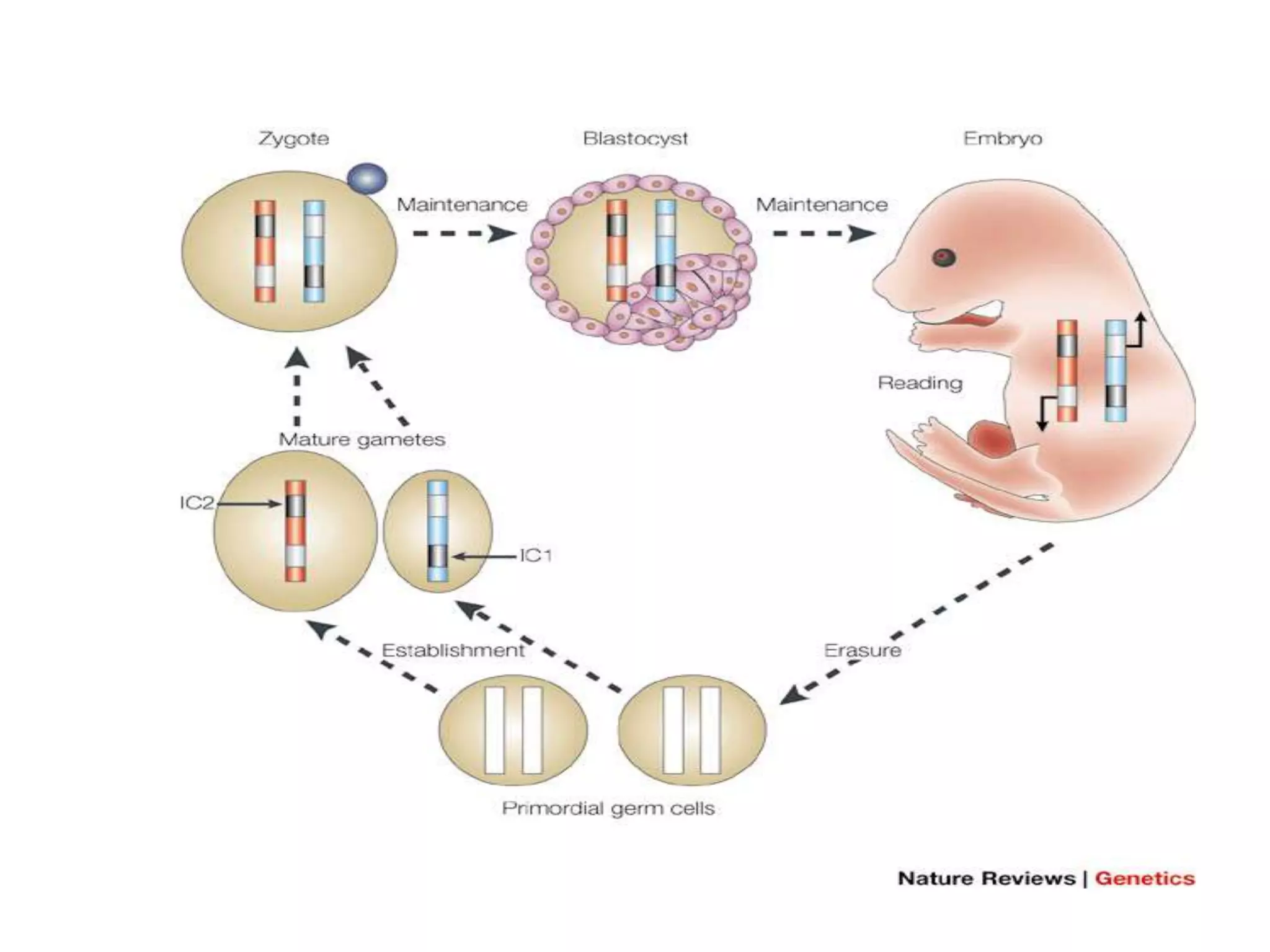 Genomic imprinting | PPTX