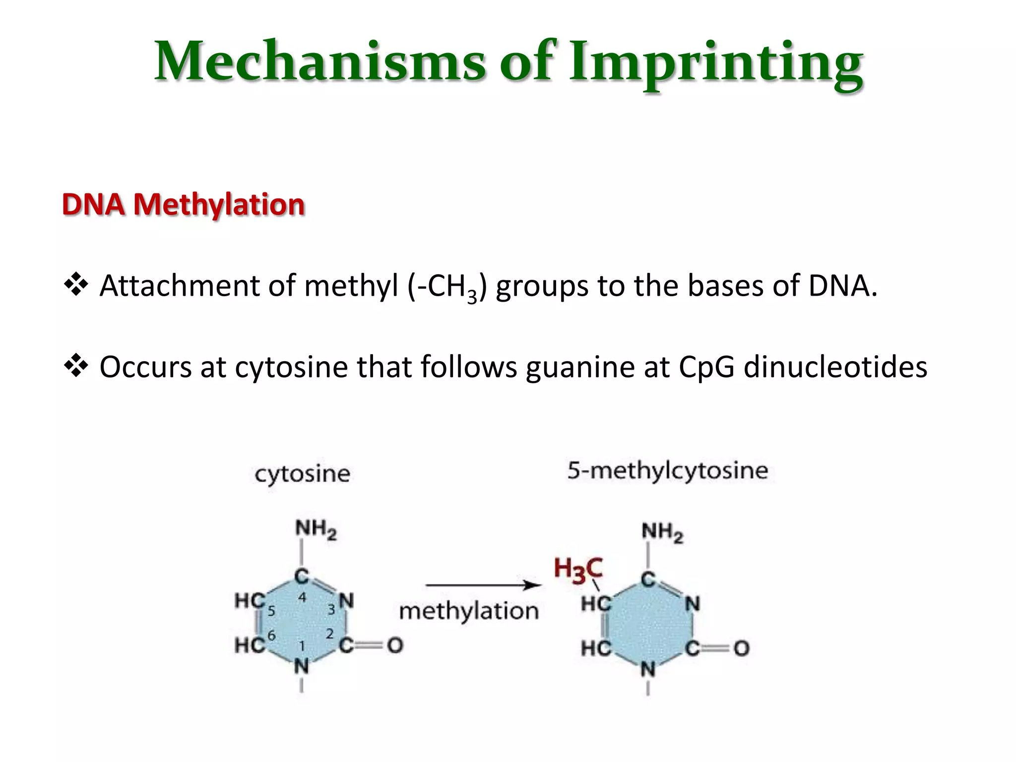 Genomic imprinting | PPTX