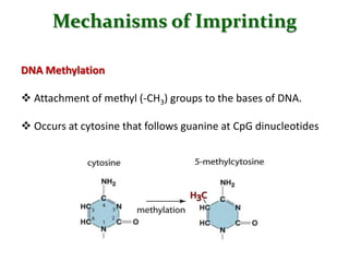Genomic Imprinting Mechanism