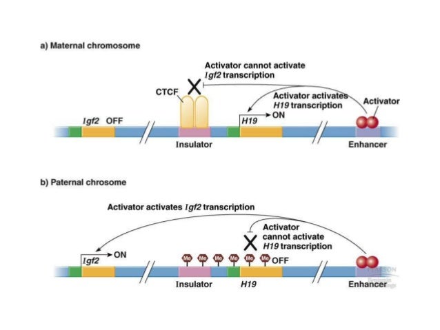 Genomic imprinting