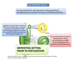 Genomic imprinting | PPTX