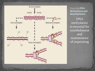 Genomic imprinting | PPTX