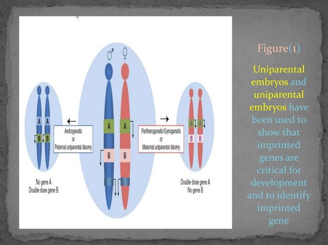 Genomic imprinting | PPTX | Genetics | Science