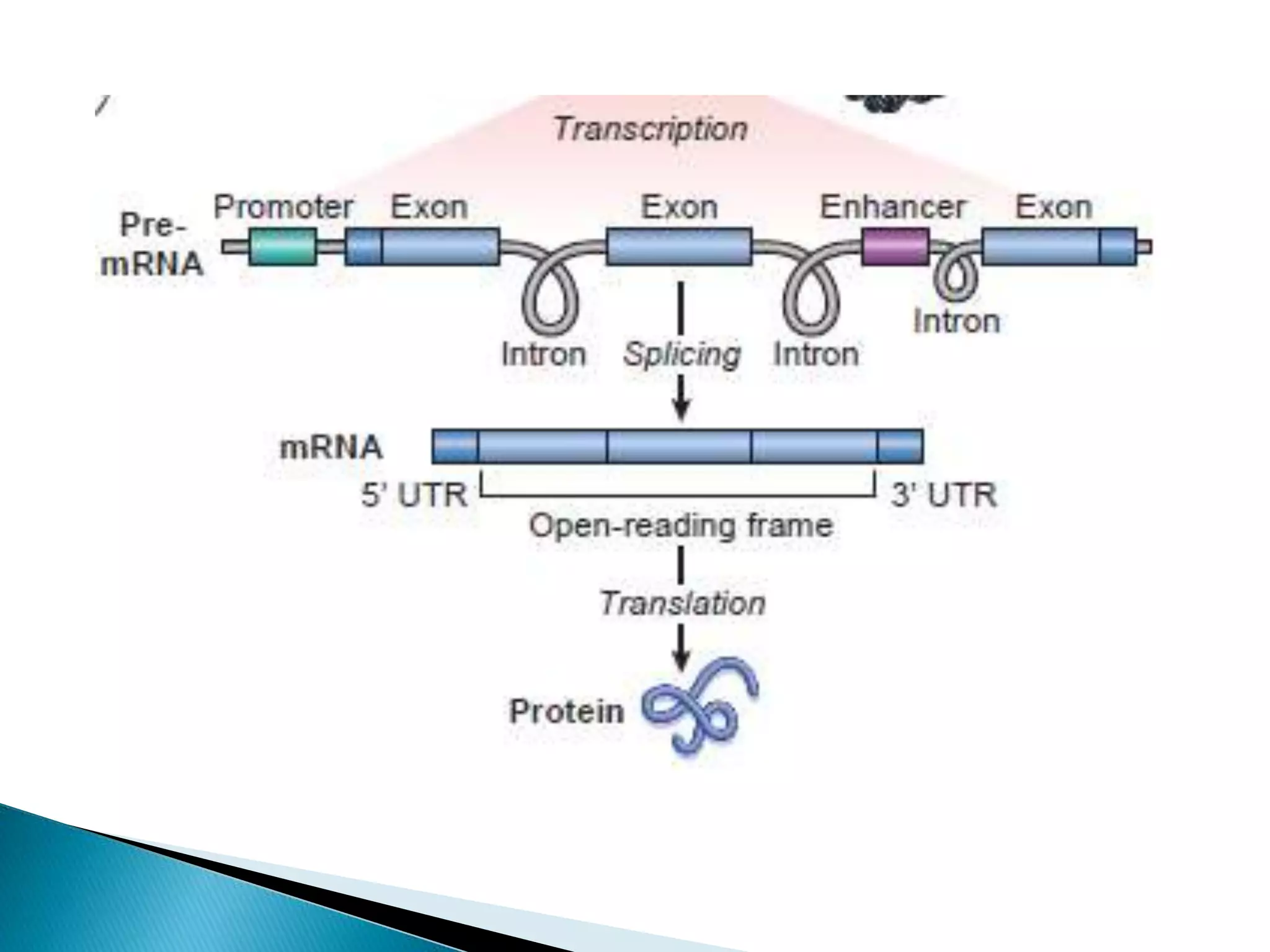 GENOMIC IMPRINTING.pptx