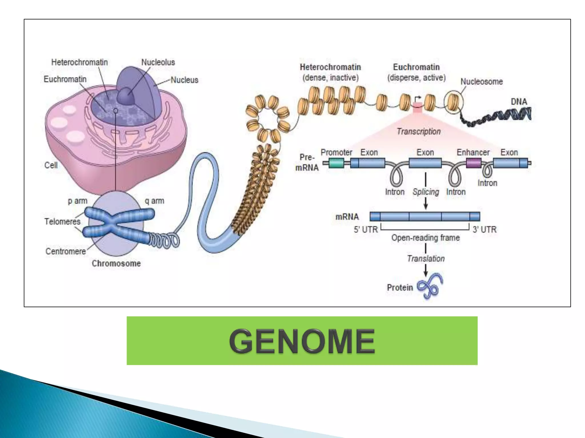 GENOMIC IMPRINTING.pptx
