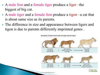 GENOMIC IMPRINTING ;the process by which only one copy of | PPT