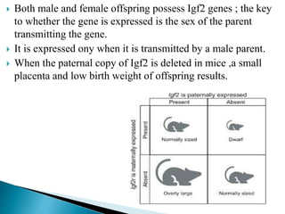 GENOMIC IMPRINTING ;the process by which only one copy of | PPTX