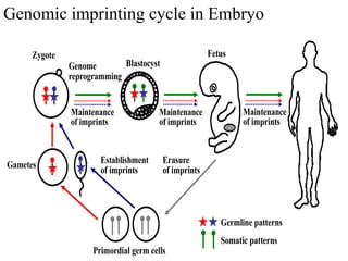 Genomic Imprinting and the syndrome caused by the imprint | PDF