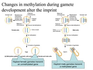 Genomic Imprinting and the syndrome caused by the imprint | PPT