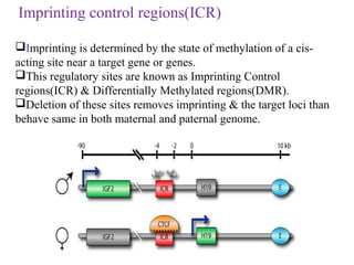 Genomic Imprinting and the syndrome caused by the imprint | PPT