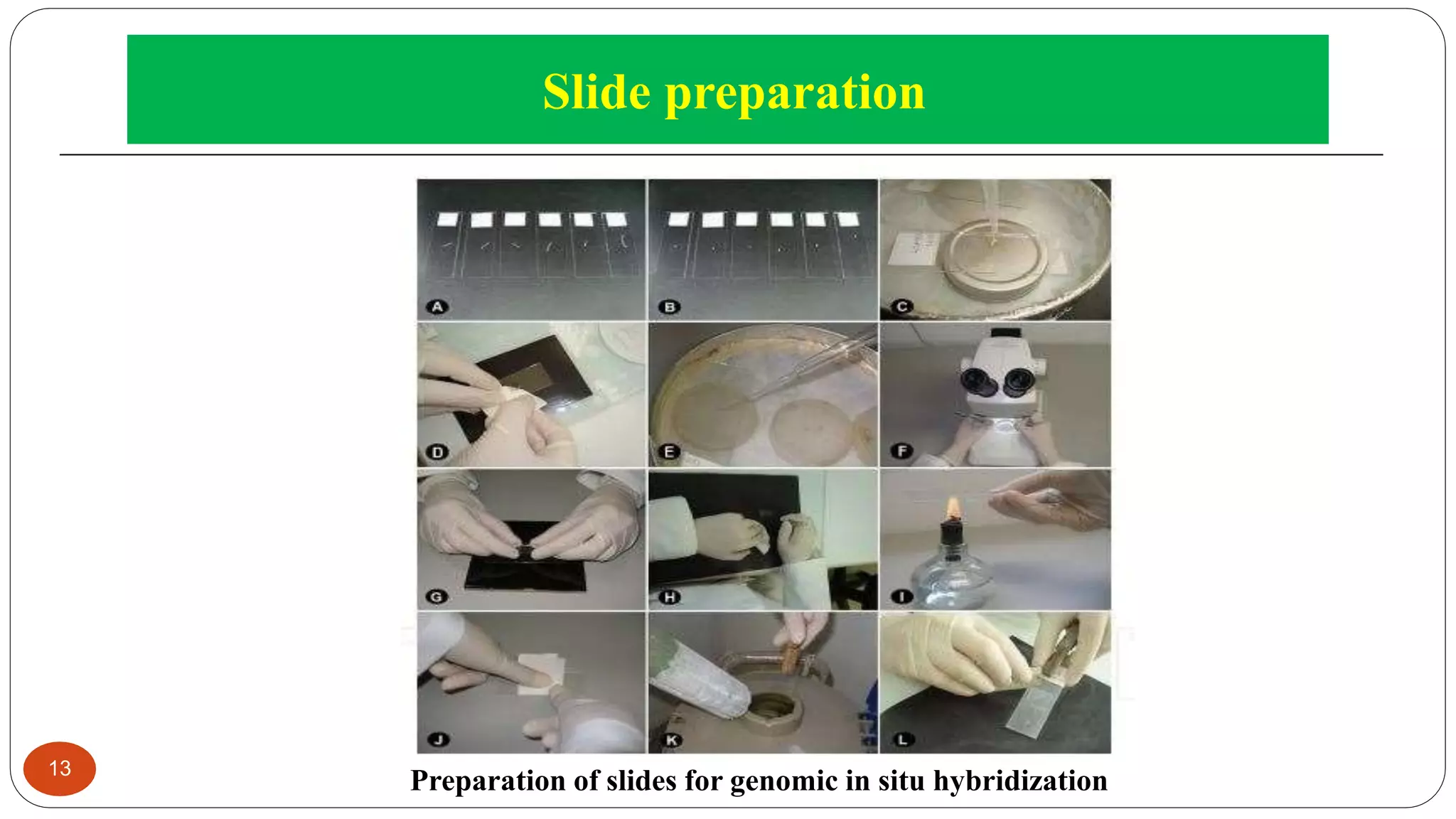 Genomic In-Situ Hybridization (GISH)-Principles, Methods and ...