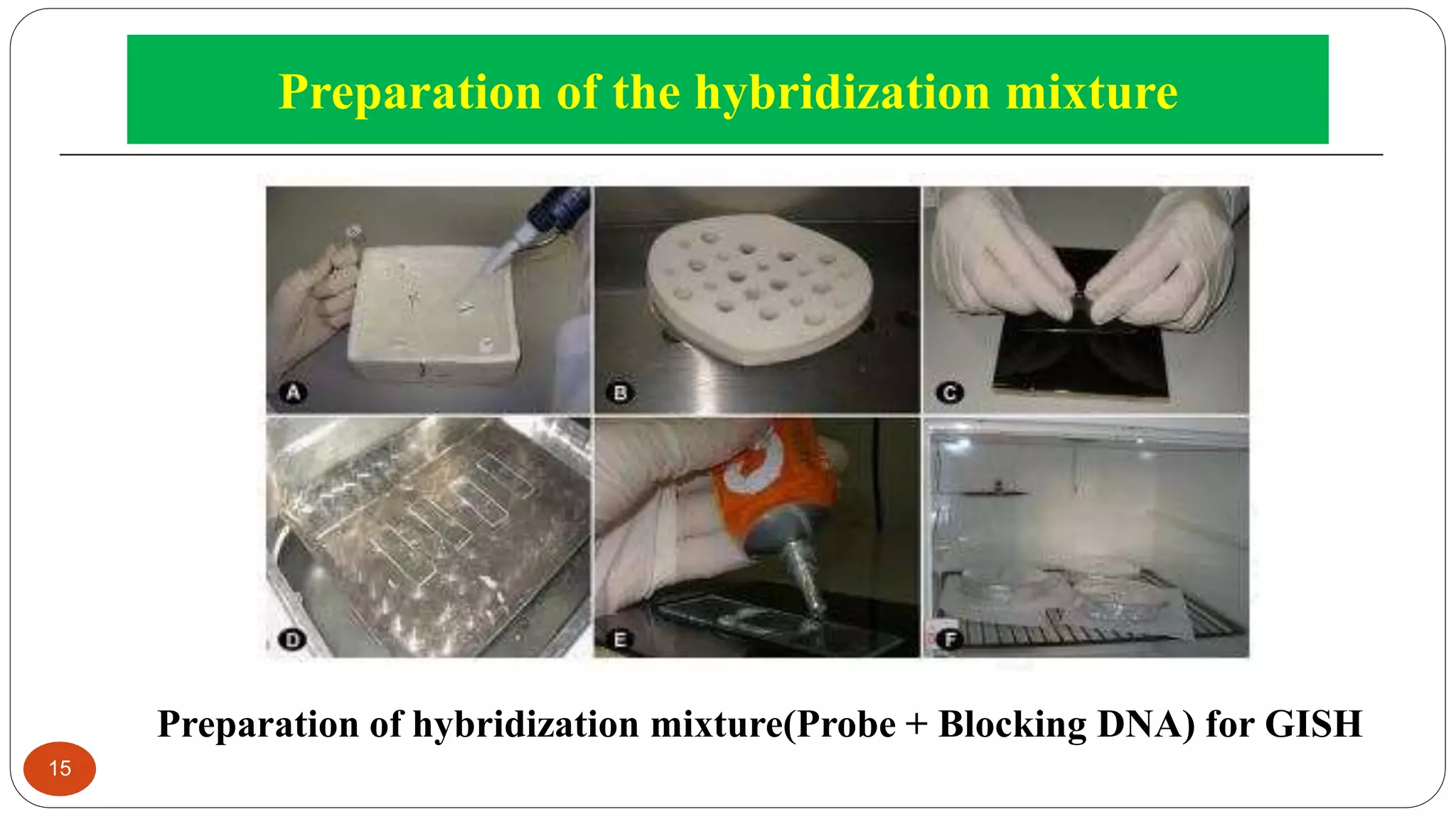 Genomic In-Situ Hybridization (GISH)-Principles, Methods and ...