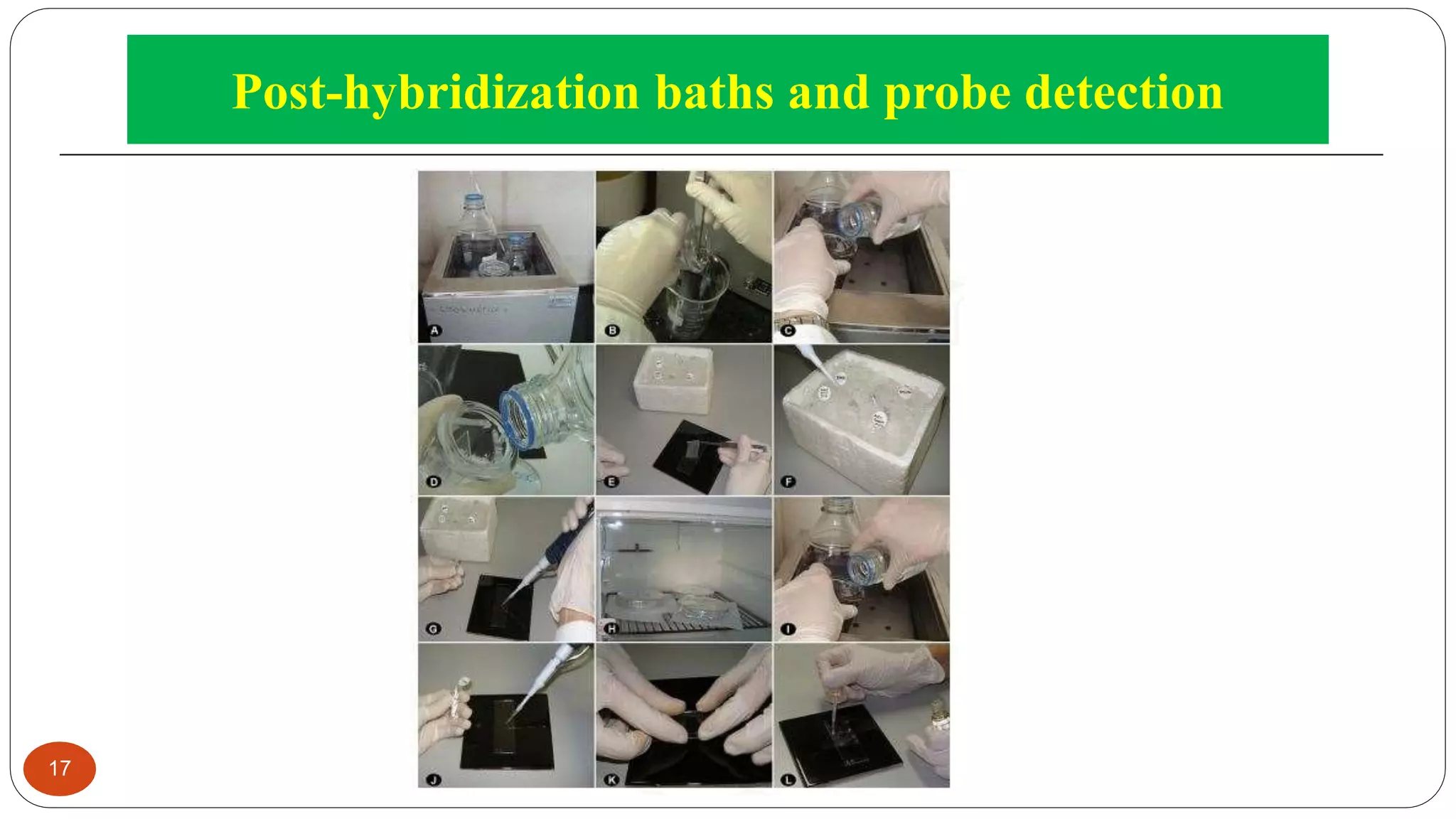 Genomic In-Situ Hybridization (GISH)-Principles, Methods and ...