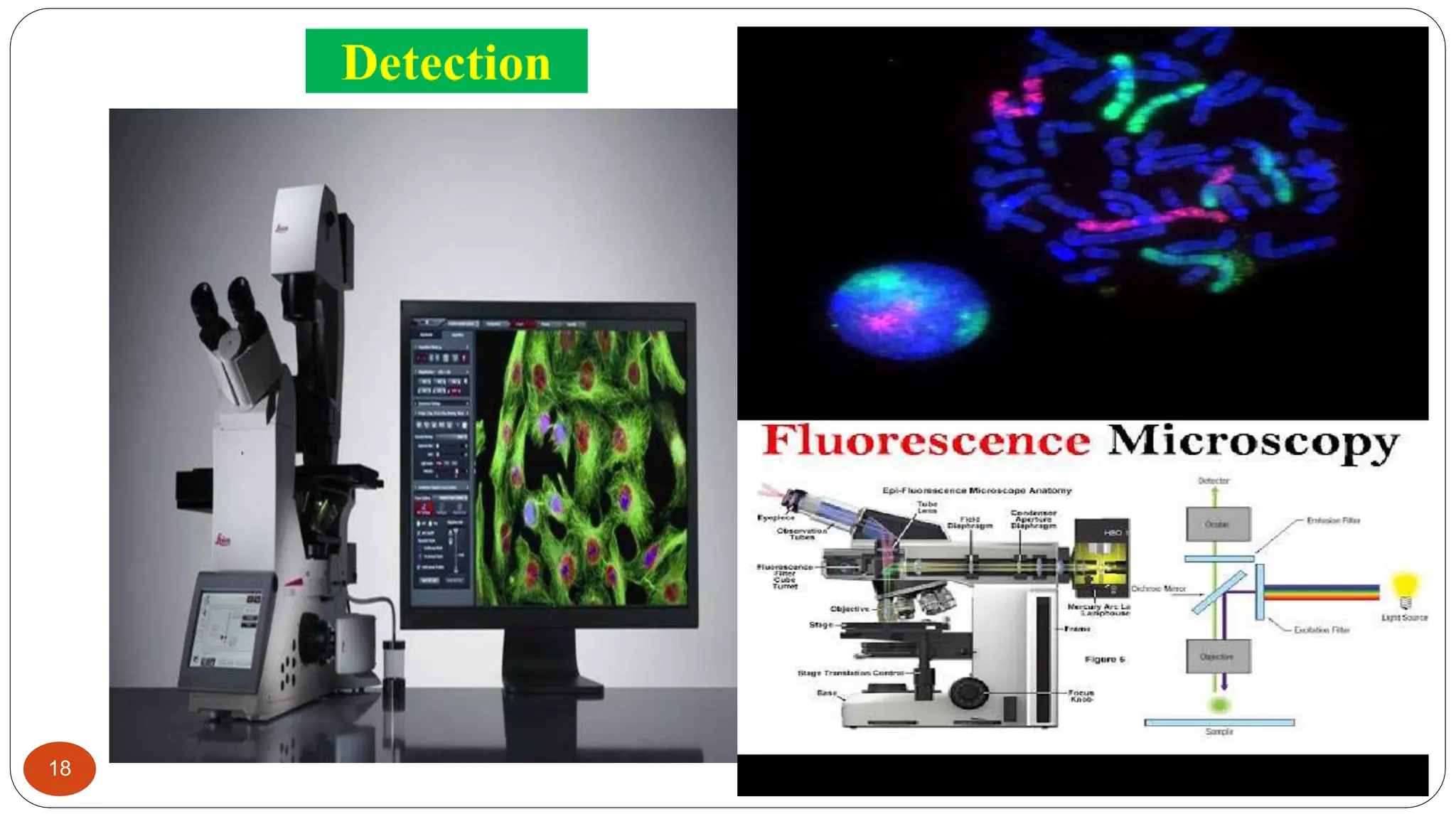 Genomic In-Situ Hybridization (GISH)-Principles, Methods and ...