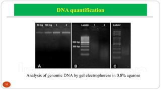 Genomic In-Situ Hybridization (GISH)-Principles, Methods and ...