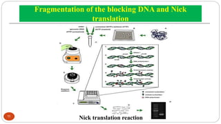 Genomic In-Situ Hybridization (GISH)-Principles, Methods and ...