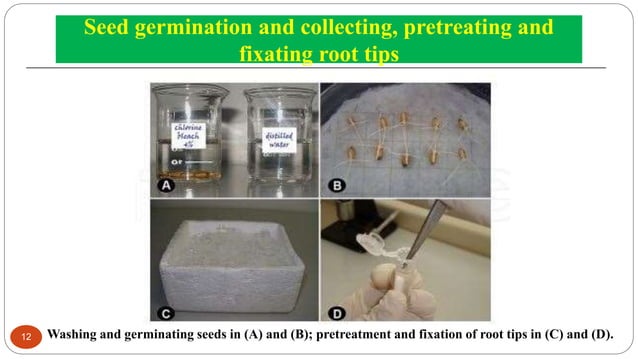 Genomic In-Situ Hybridization (GISH)-Principles, Methods and ...