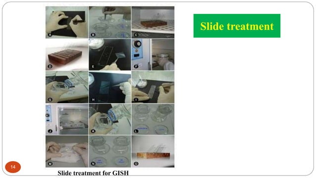 Genomic In-Situ Hybridization (GISH)-Principles, Methods and ...
