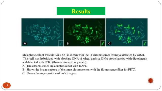 Genomic In-Situ Hybridization (GISH)-Principles, Methods and Applications in Crop Plants.pptx ...