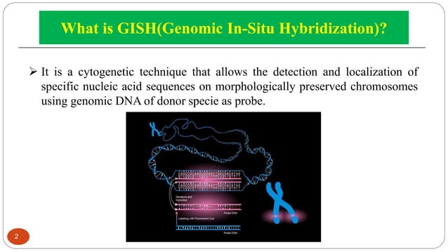Genomic In-Situ Hybridization (GISH)-Principles, Methods and Applications in Crop Plants.pptx ...